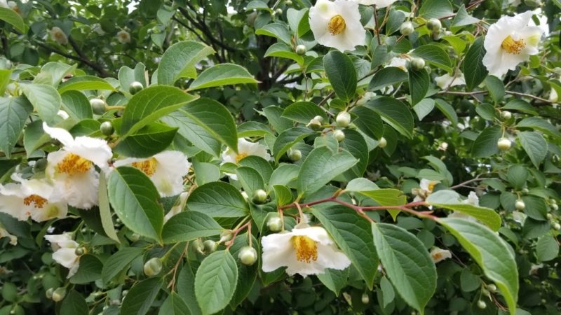 All Information About Hot Plant: Stewartia, An Ideal Small Tree
