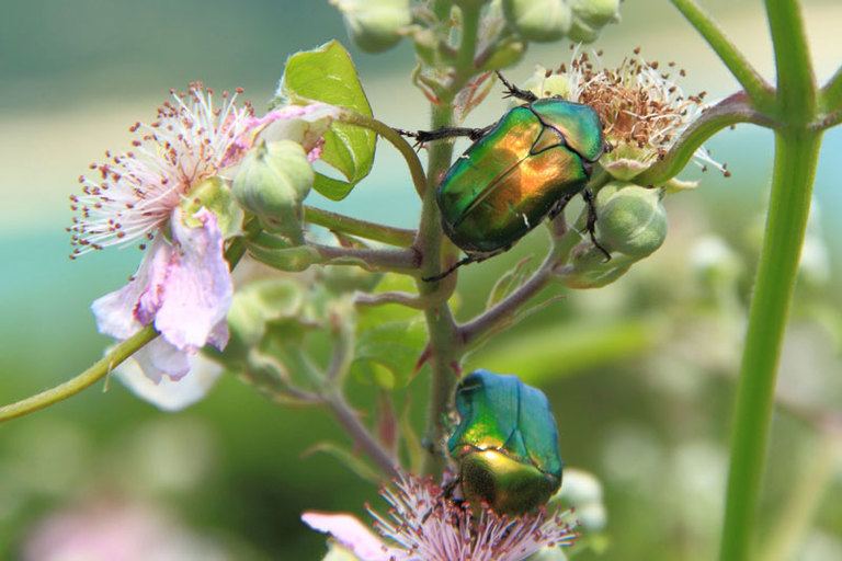 How to Get Rid of Rose Chafer Beetles – Beginner’s Guide