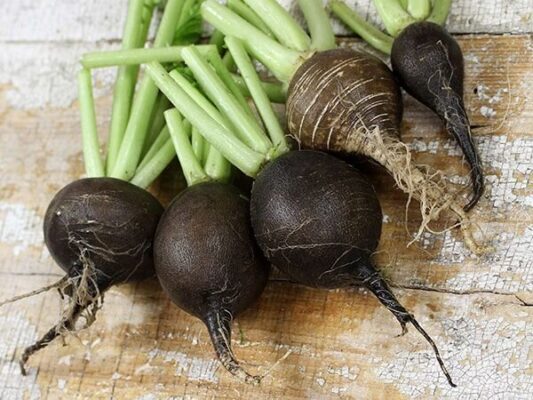 Black Radish – Benefits, Origin, Sources And Detoxify Your Body