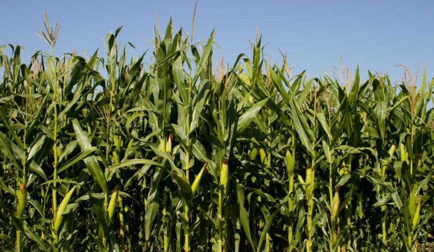 Maize And Corn – The Surprising Difference Them!