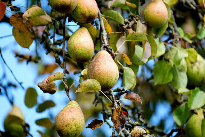 8 Incredible Juicing Pears Benefits You Should Know